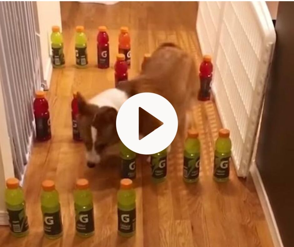 El perro más listo del mundo 🐶💡 - Chismes Today