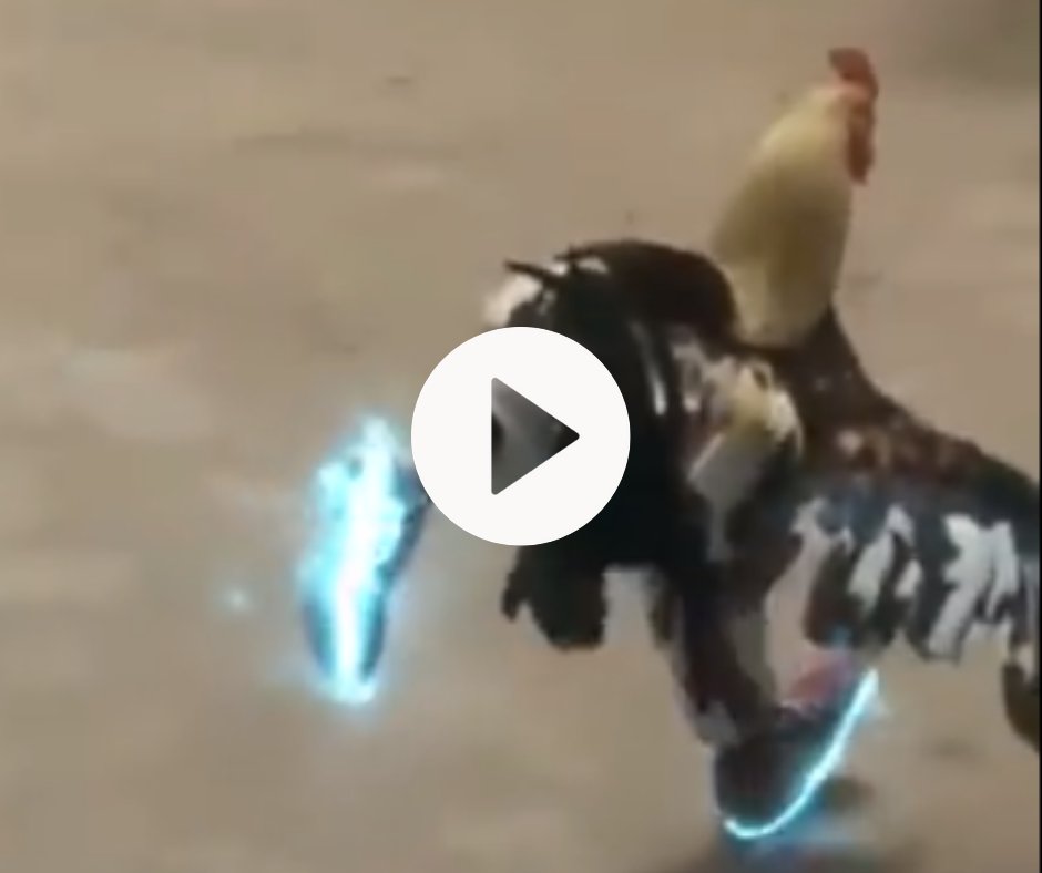 Gallina presumiendo tenis 😂 - Chismes Today