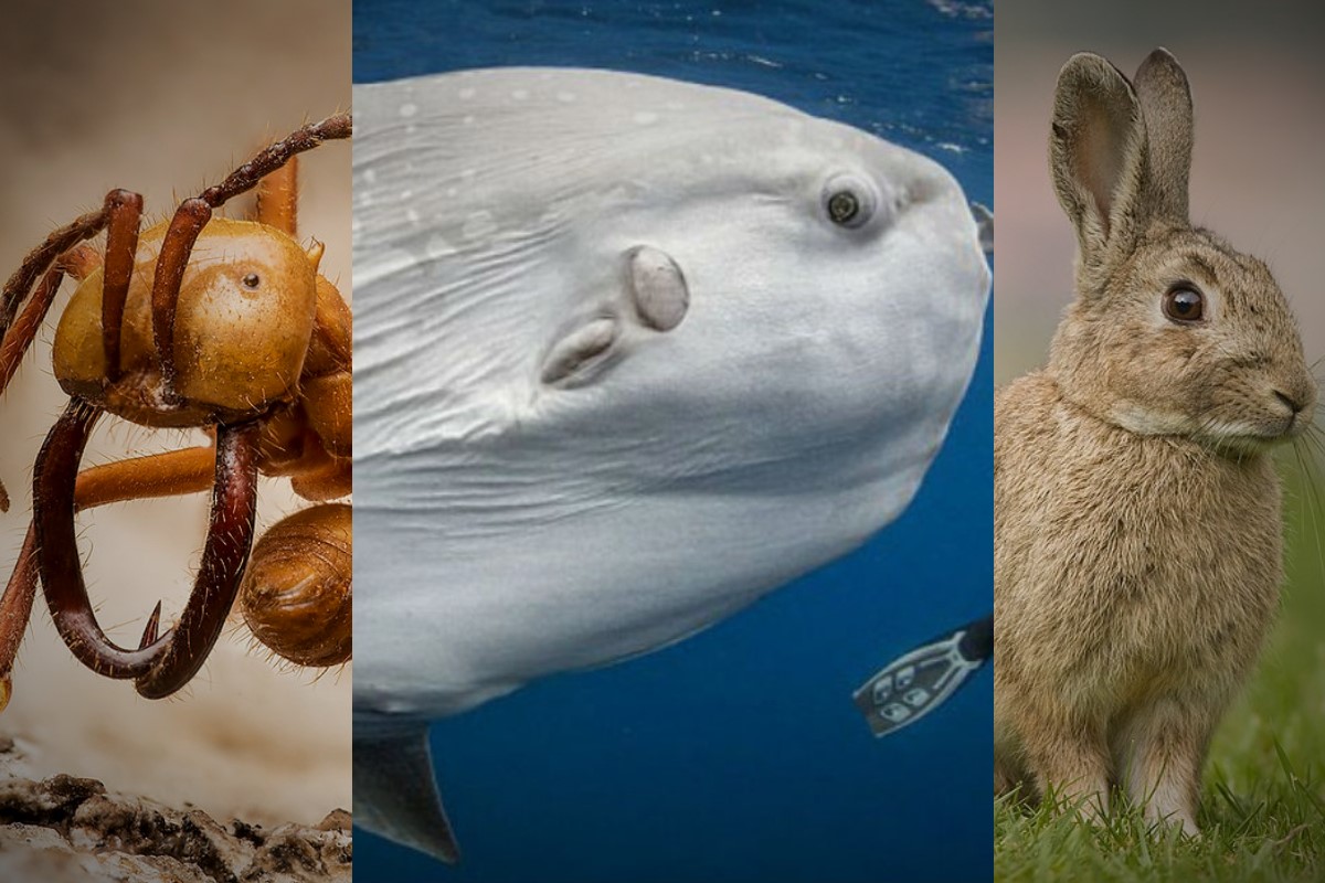 Animales con las camadas más grandes en el planeta 🐁🐟🐜 - Chismes Today