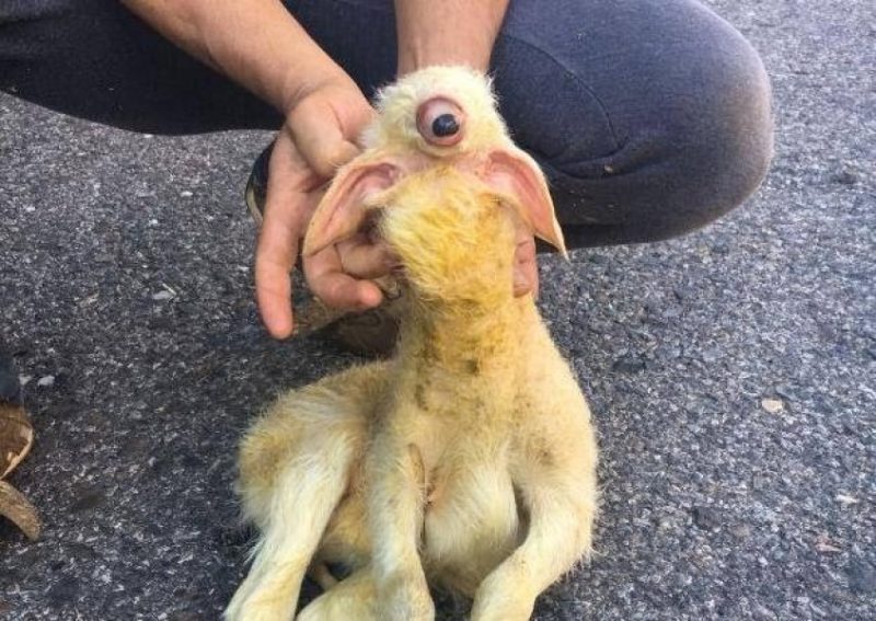 Las deformidades más extrañas en animales 😲 - Chismes Today