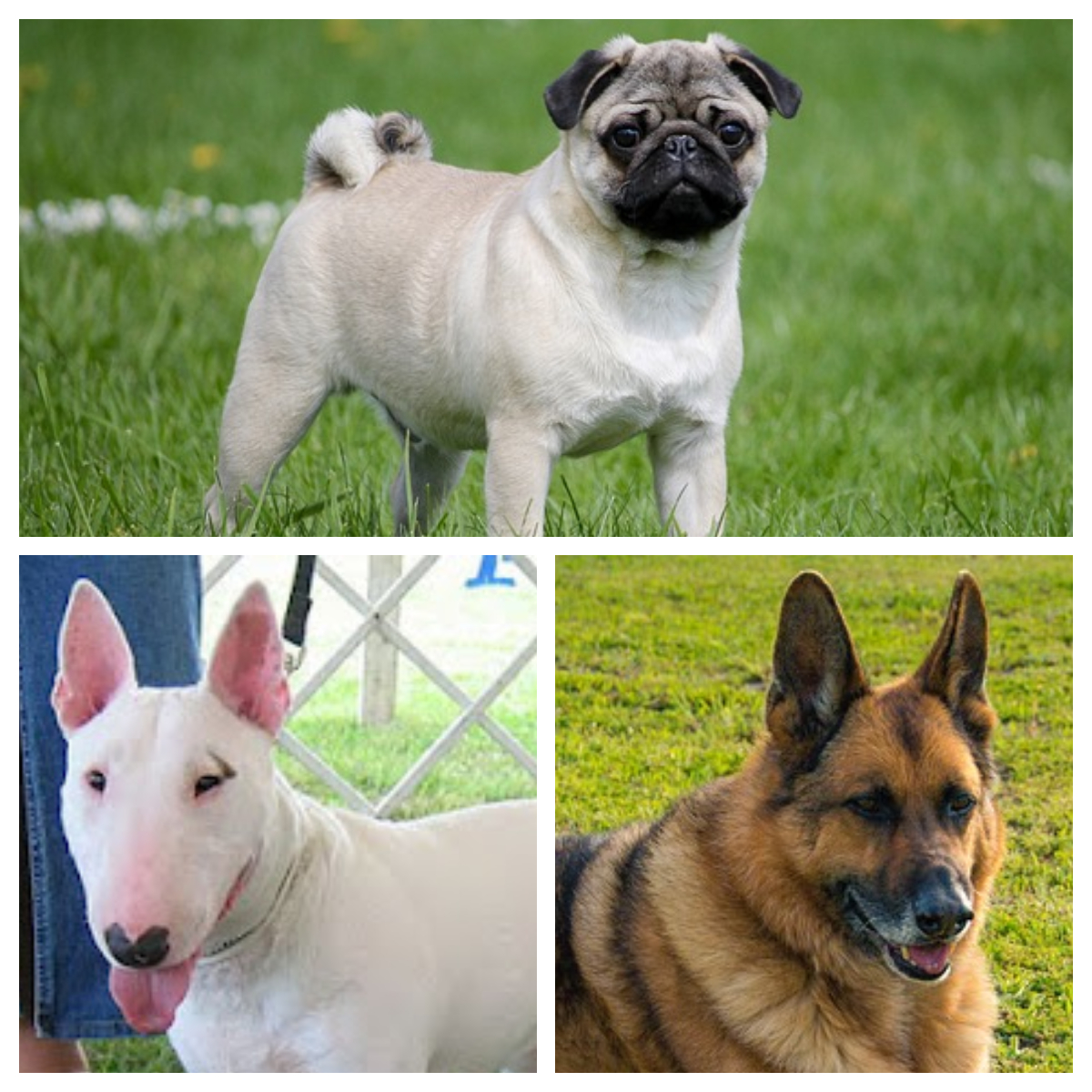 Animales genéticamente modificados 😯 - Chismes Today