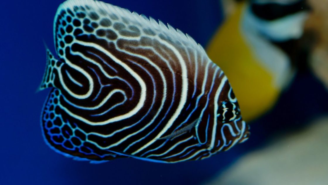 Los peces más hermosos del planeta 🐠🐟💦💙 - Chismes Today
