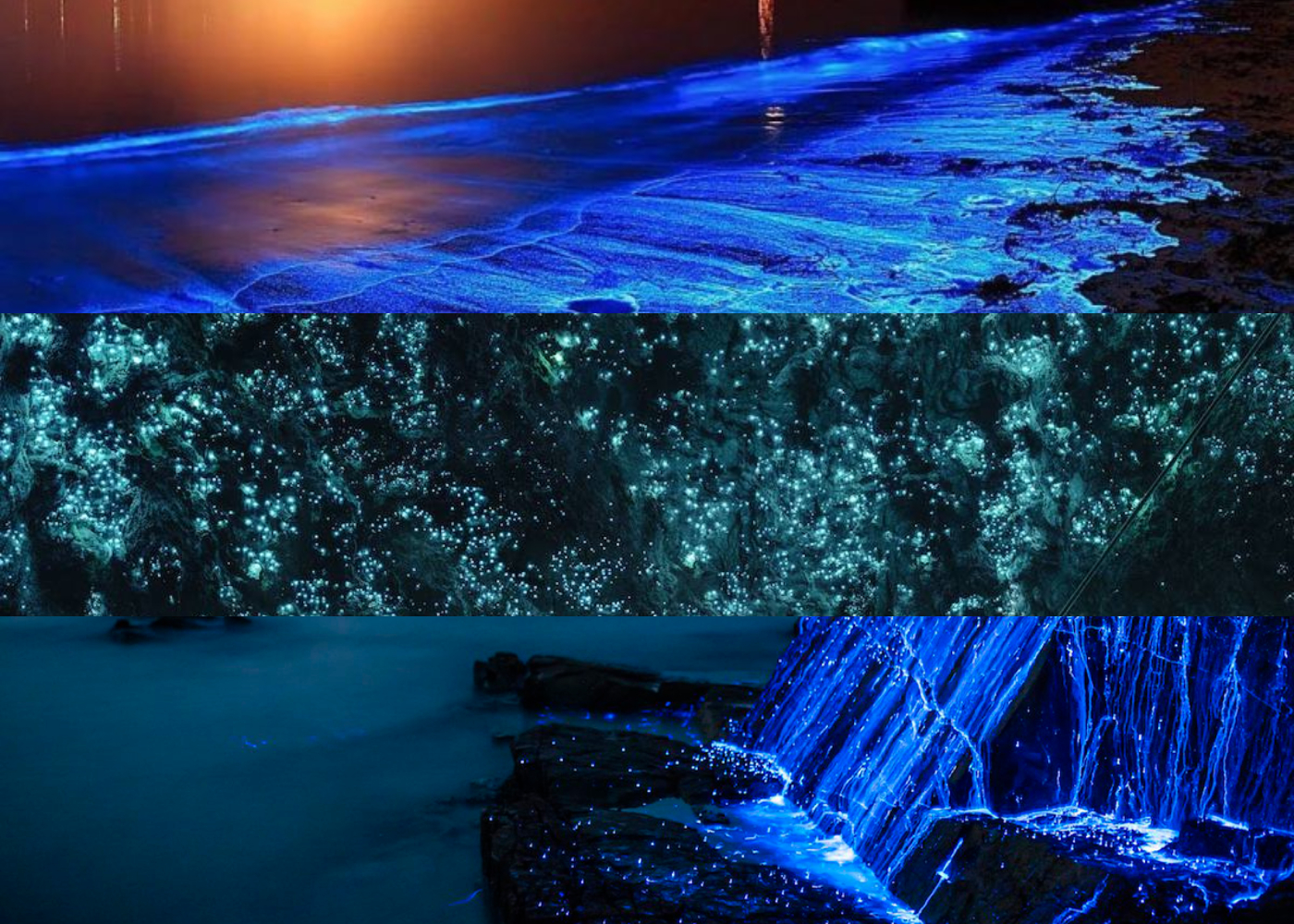 Conoce los mejores lugares para ver bioluminiscencia en el mundo 🌊🌎 ...