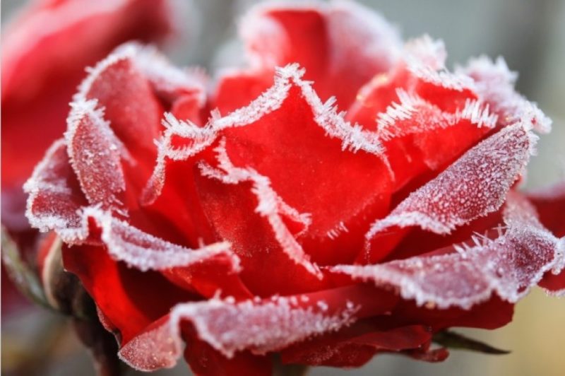 Las flores de hielo que 'crecen' en el mar de la Antártida - Chismes Today
