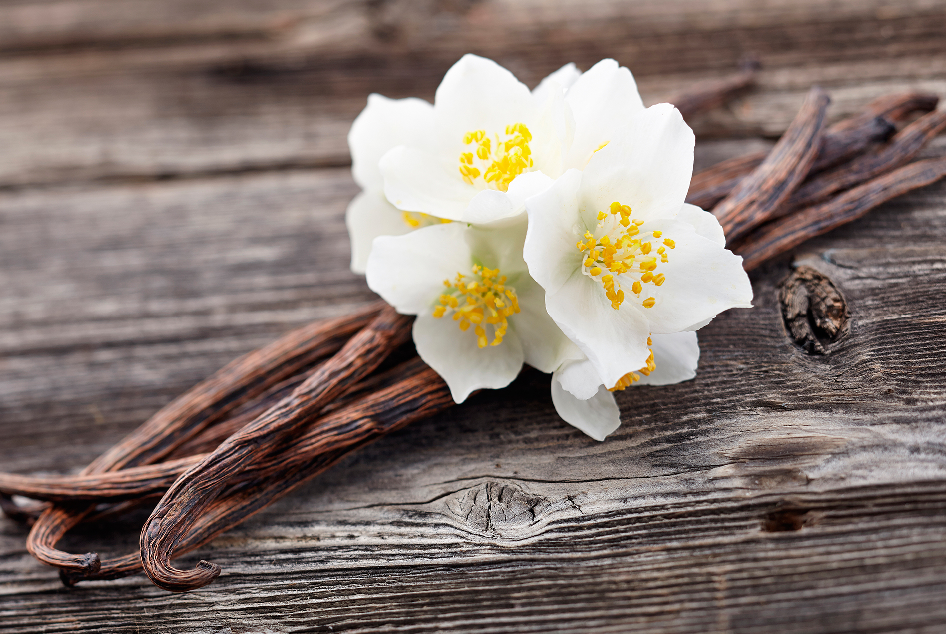 La vainilla mexicana en peligro de extinción 😭 - Chismes Today