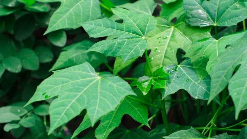 La chaya: ingrediente Maya con muchas propiedades 🙌 - Chismes Today