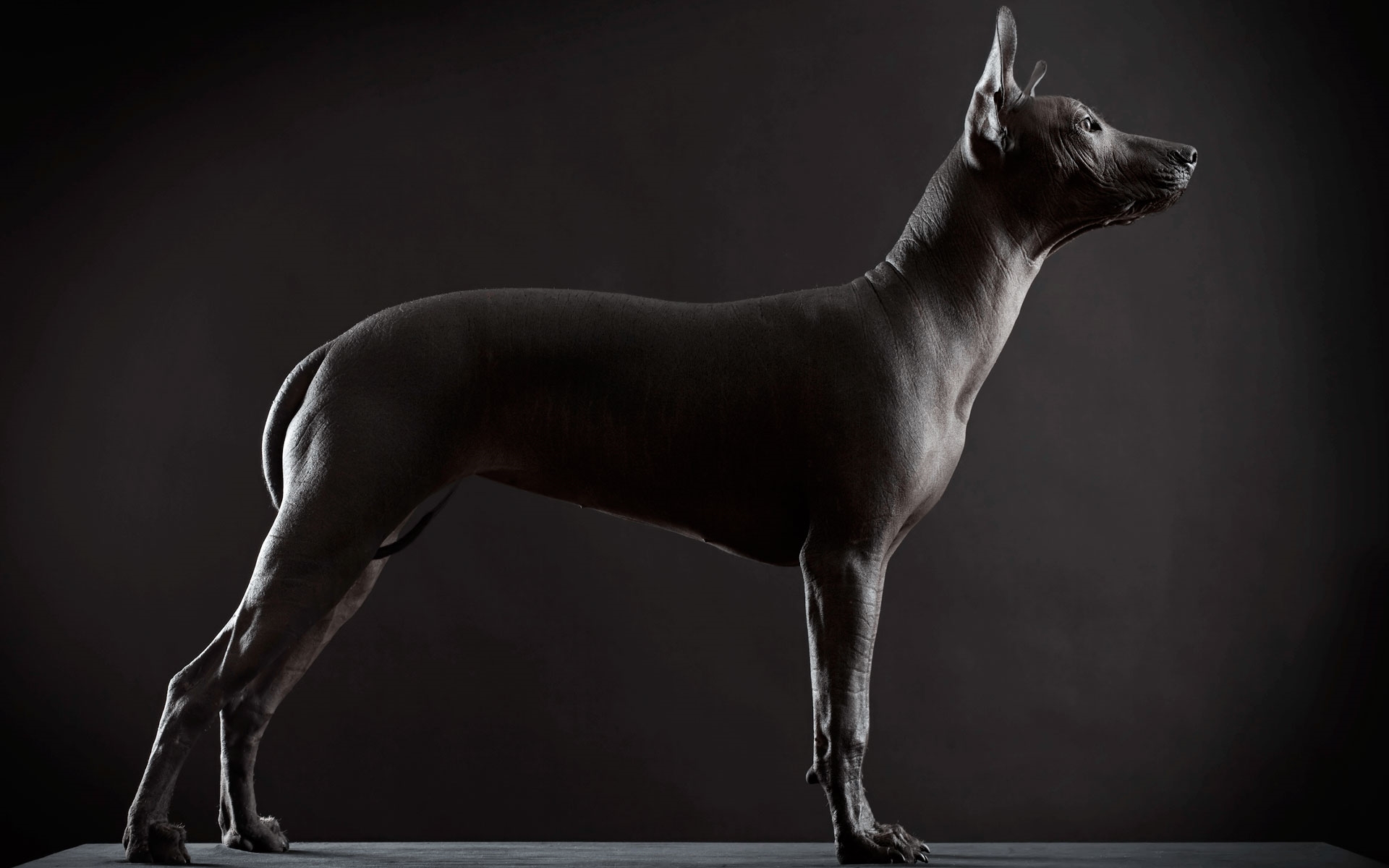 Xoloitzcuintle, perro ancestral 🐕 - Chismes Today