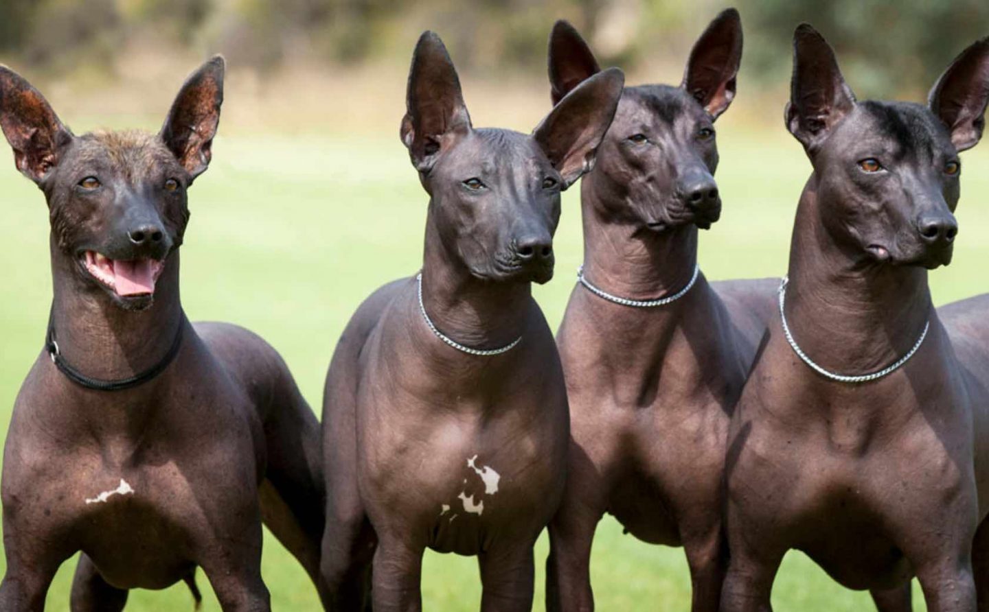 Xoloitzcuintle, perro ancestral 🐕 - Chismes Today