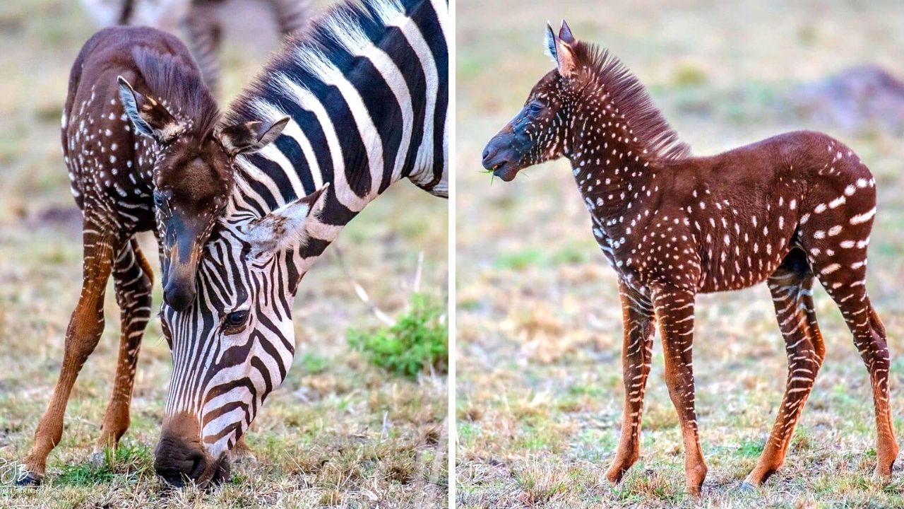 La cebra al revés 🦓 - Chismes Today