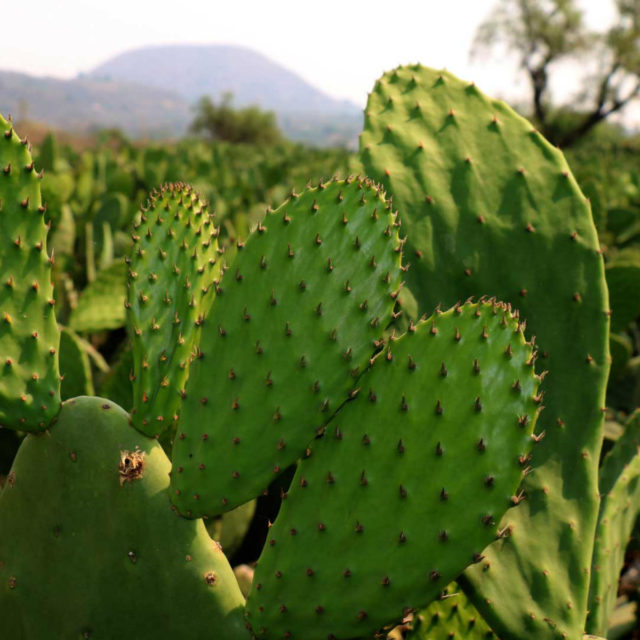 Mexicanos crean piel hecha de nopal 👏🙌 - Chismes Today