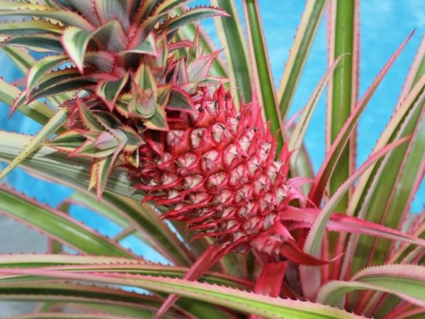 Conoce la piña rosa que es anticancerígena 🍍🙌 - Chismes Today