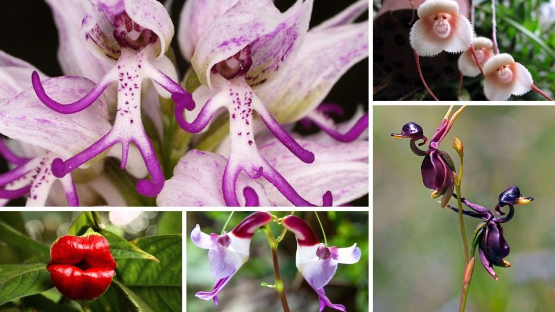 Flores más extrañas 🌹🌸🌻 - Chismes Today