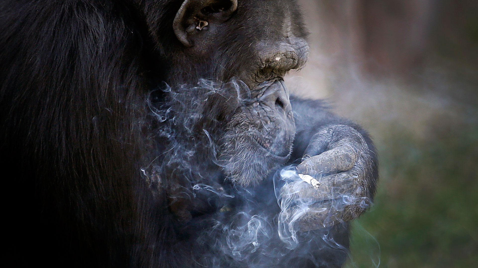 Azalea, la chimpancé que fuma una cajetilla de cigarros al día 🦍🚬 ...