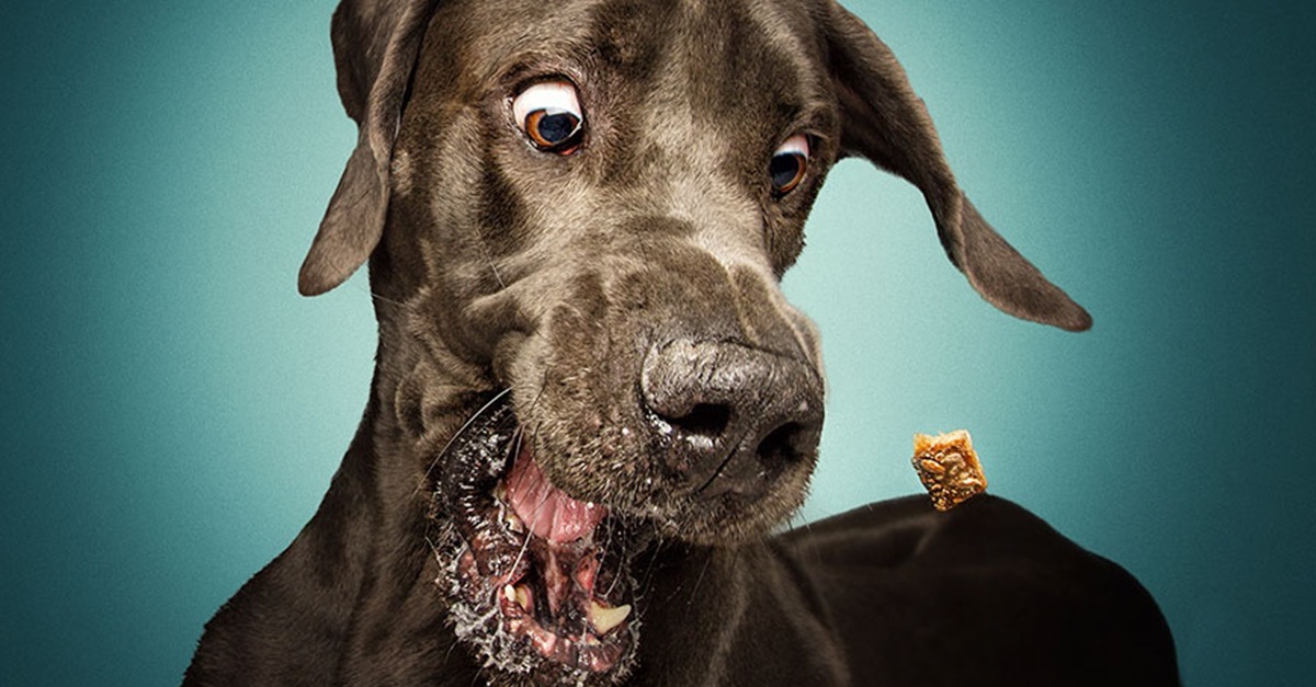 #GALERÍA ¡Mira estas divertidas fotos de perritos atrapando comida! 😍🐶 ...