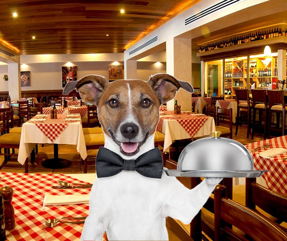 Construye un restaurante para perritos callejeros 😭👏 - Chismes Today