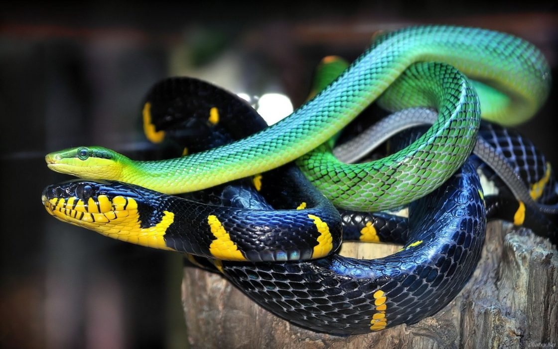 #GALERÍA Bellas serpientes del mundo 🐍 - Chismes Today