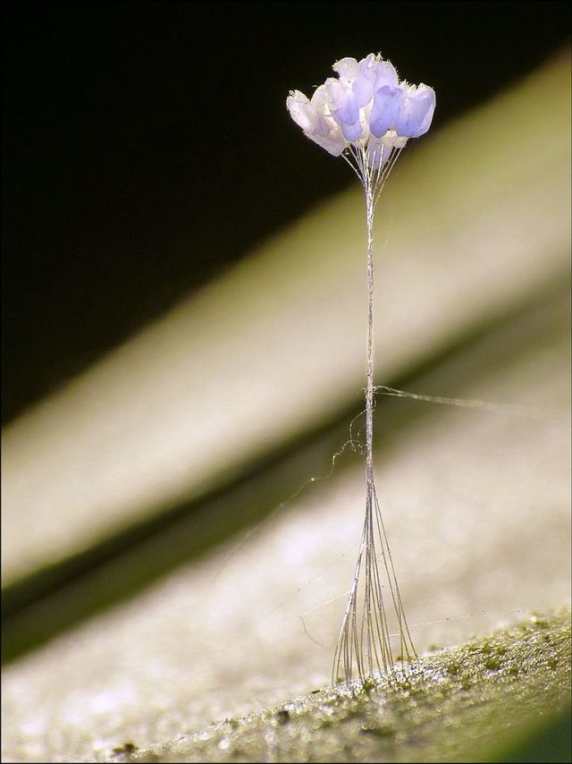 La flor más rara de la Tierra 🌹‼ - Chismes Today