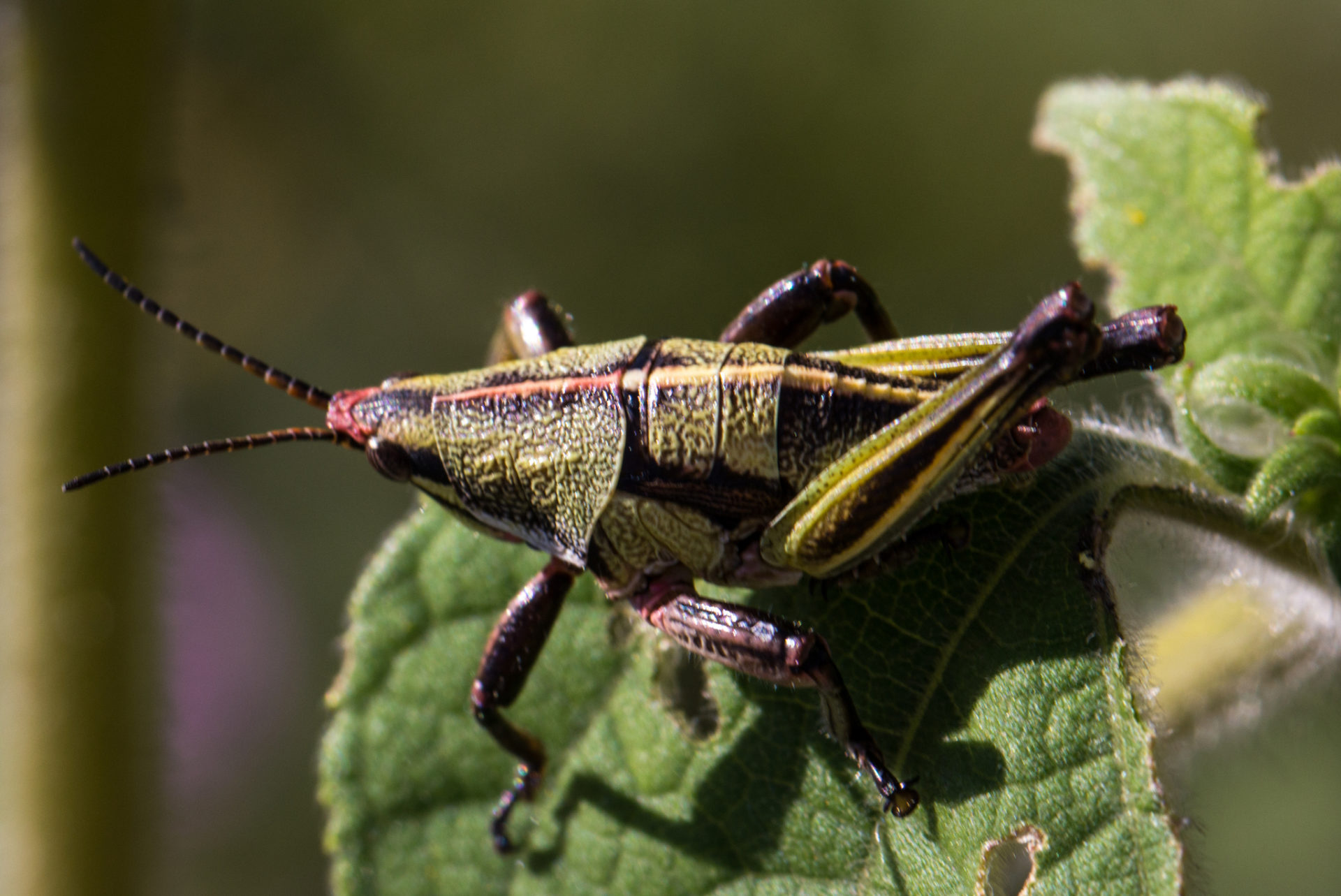 Chapulín de milpa: alimento con grandes propiedades 🦗 - Chismes Today