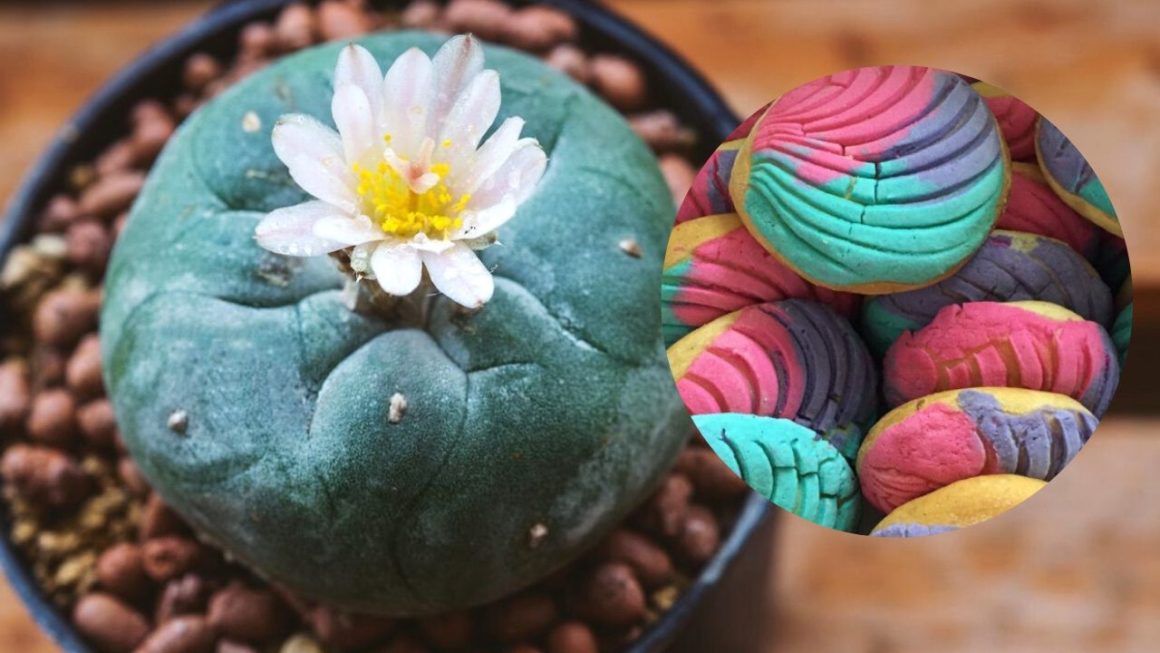 ¡Llegaron las peyoconchas! 🥯🤩 - Chismes Today