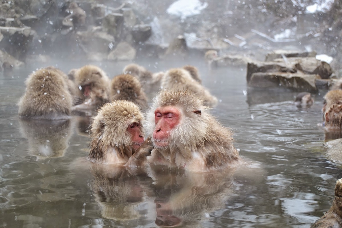 GALERÍA: Japón en invierno 🇯🇵 - Chismes Today