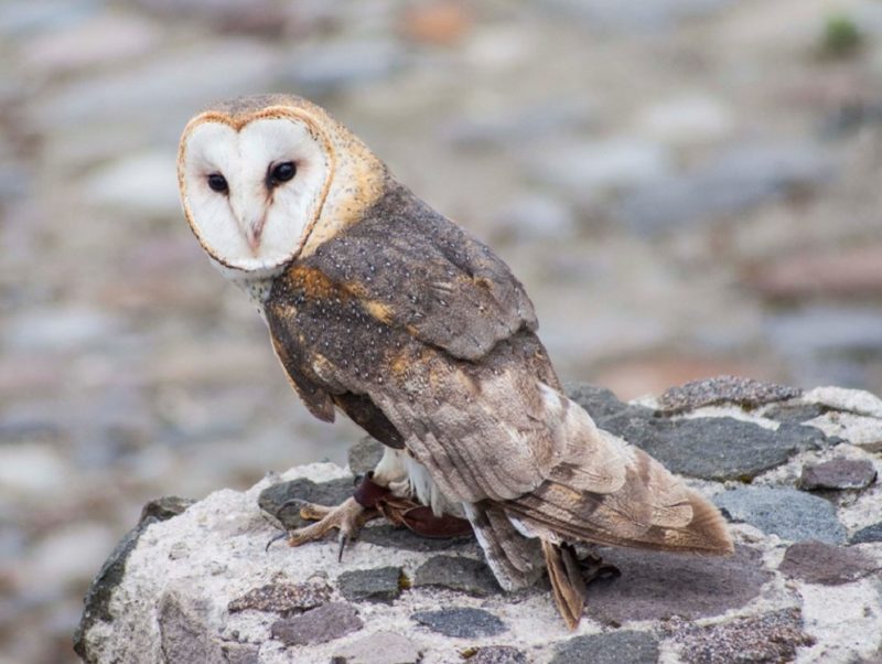 #GALERÍA Especies de búhos 🦉 - Chismes Today