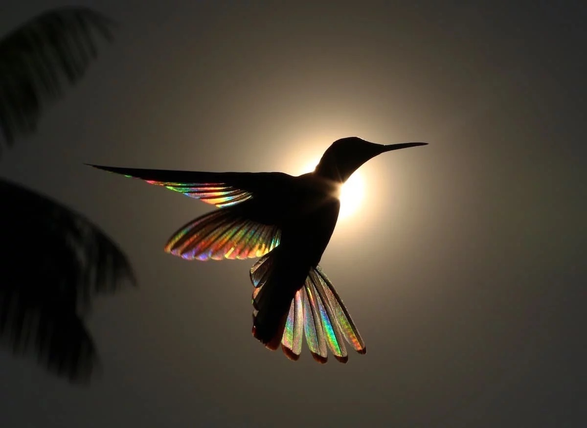 Colibrí negro a través de la luz 😍 - Chismes Today