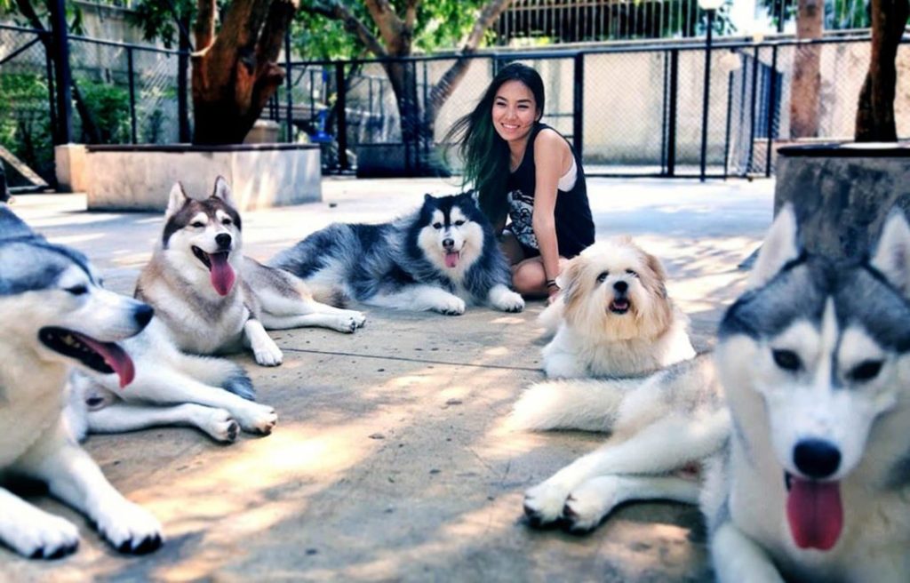 ¡Mira esta adorable cafetería con perritos Husky! 🐶 - Chismes Today
