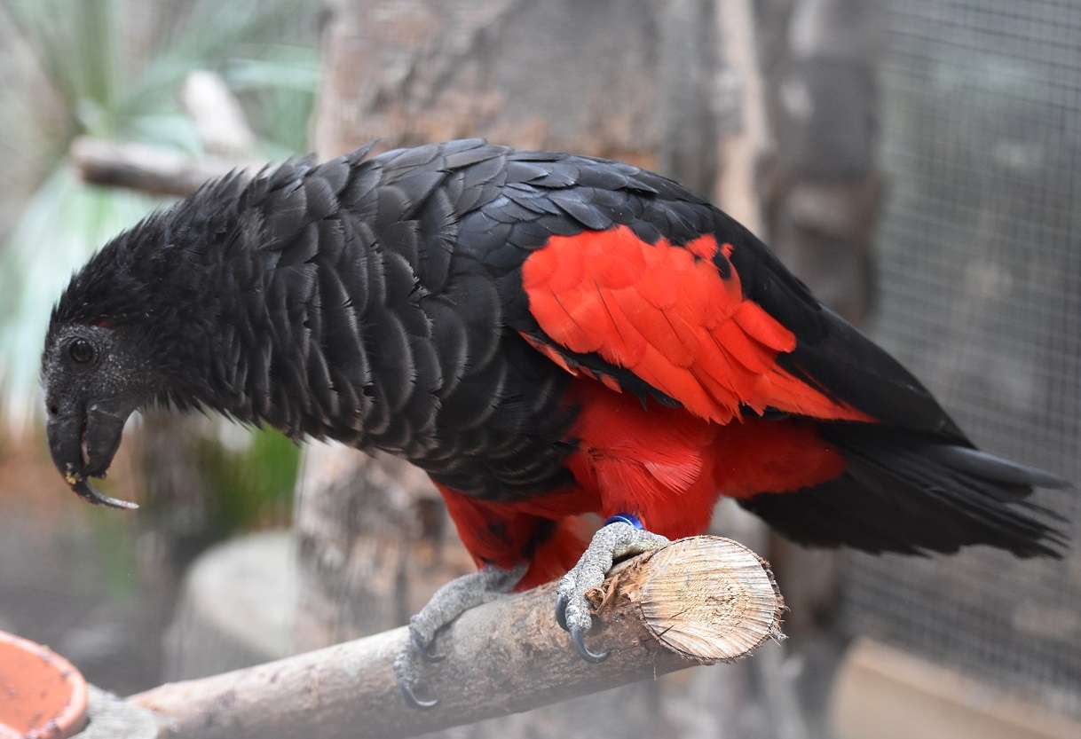 El ave de Drácula 🦇 - Chismes Today