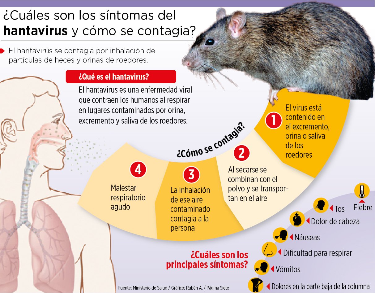 Hantavirus: la nueva preocupación de China 🐁🚫 - Chismes Today