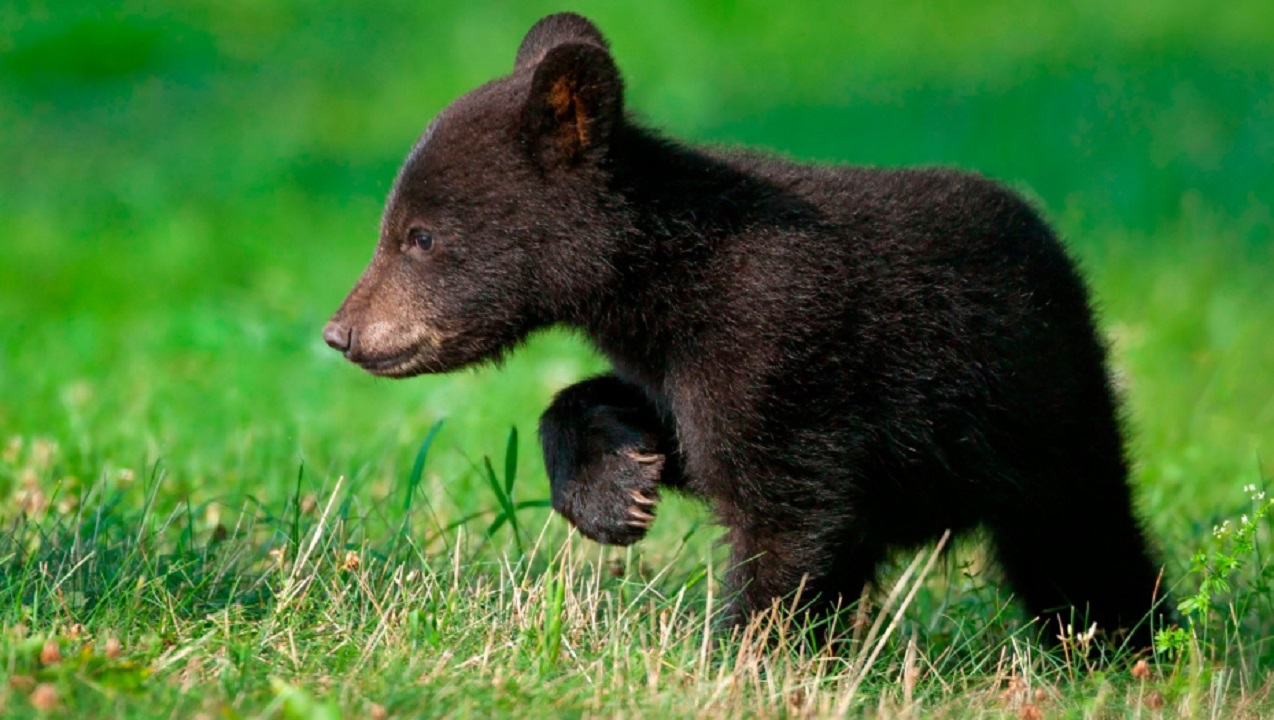 Sacrifican a oso bebé por ser demasiado amigable 🐻😭 - Chismes Today
