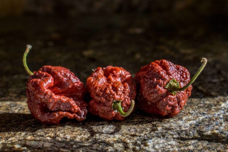 Conoce el chile más picante del mundo 🌶 - Chismes Today