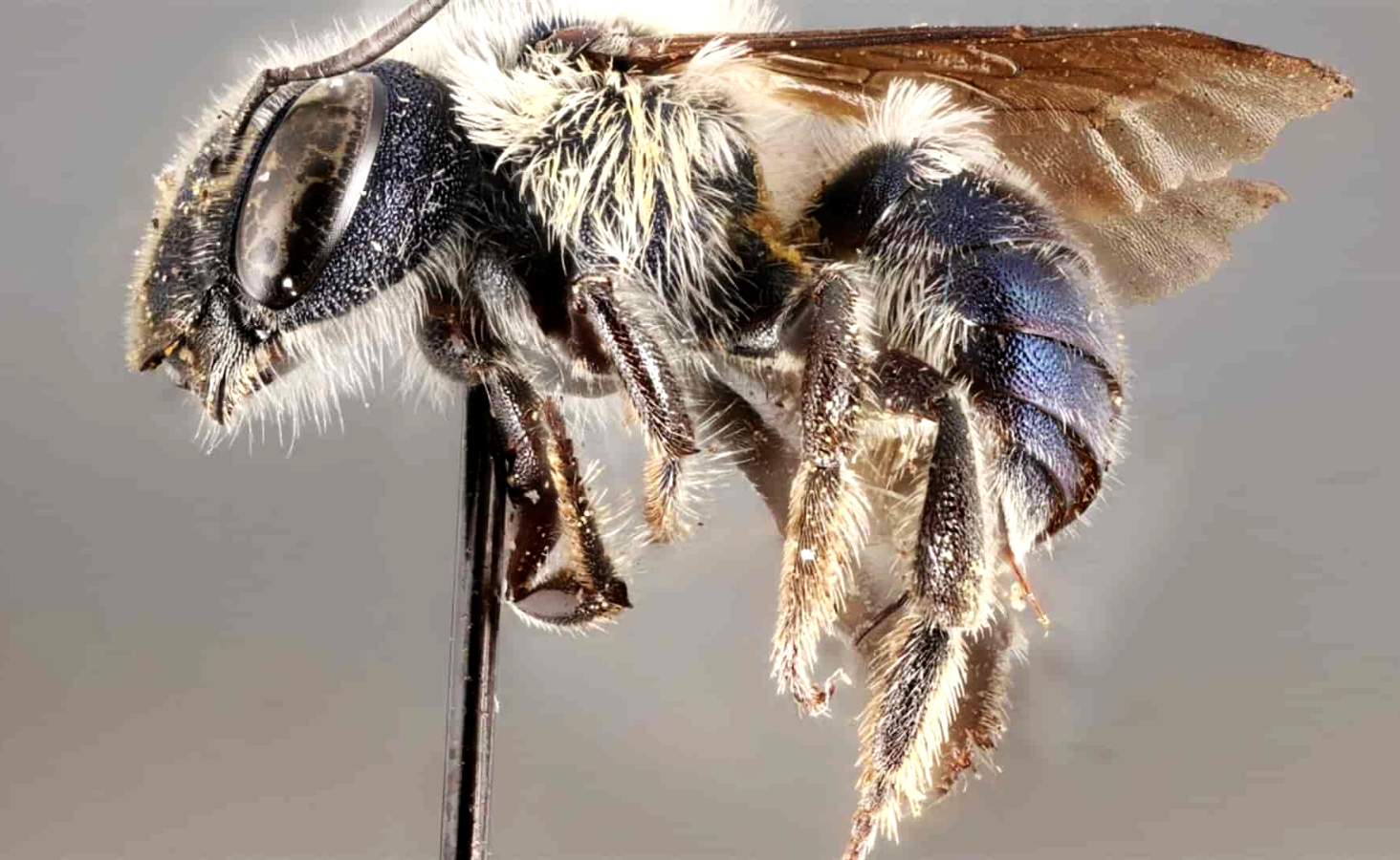 Reaparece abeja azul que se creía extinta 🐝💙 - Chismes Today
