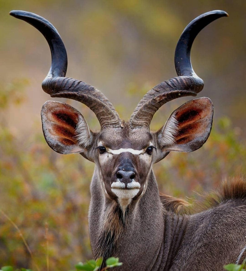 Los cuernos más bellos de la naturaleza 🤙 - Chismes Today