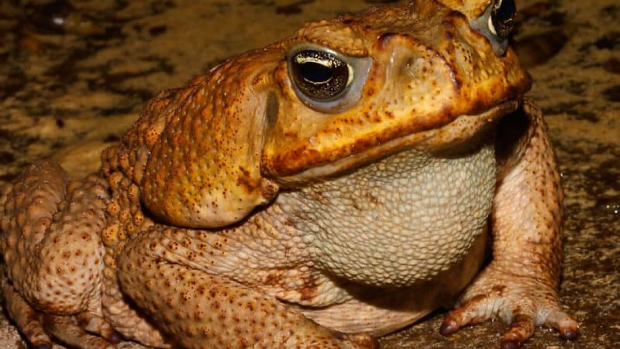 Sapos gigantes aparecen en Estados Unidos 🐸🇺🇸 - Chismes Today