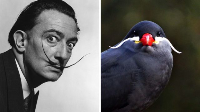 Lo conocen como 'el bigote de Dalí' y maulla como gato 🎨🦜 - Chismes Today