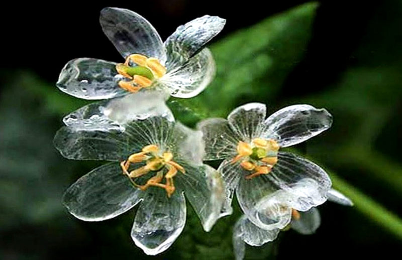 Conoce las flores esqueleto, se hacen invisibles con la lluvia 🌸💦 ...