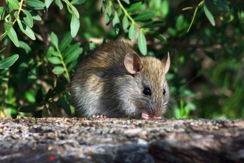 Así preparan el caldo de rata en México 😲 - Chismes Today