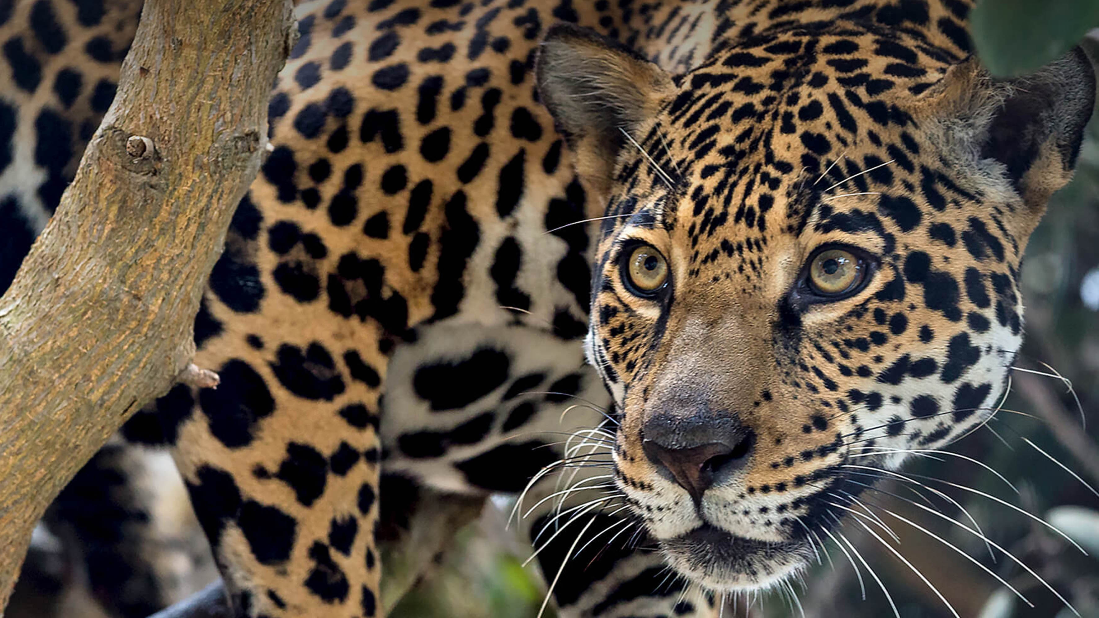 Pac-man el jaguar que delató a traficantes chinos en México 🐆 - Chismes ...