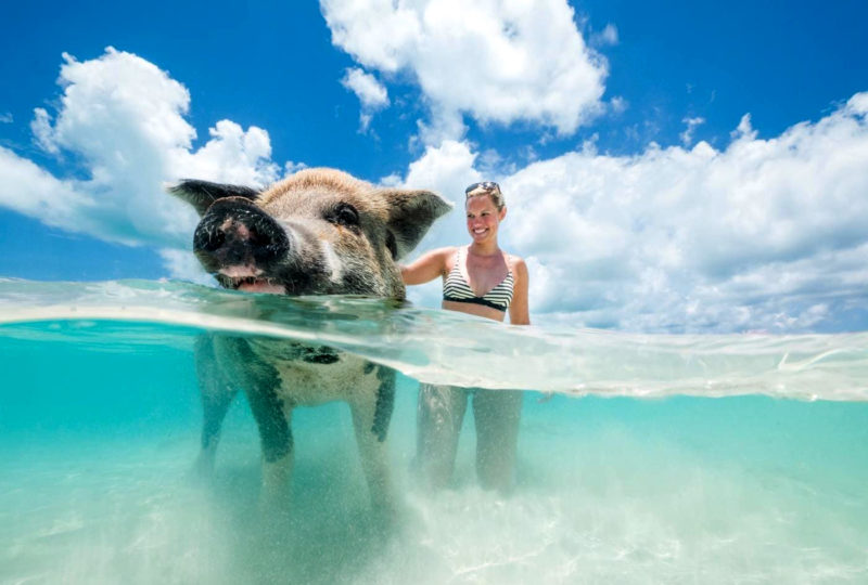 Pig Beach: la isla donde los cerdos toman vacaciones 🐖🌊 - Chismes Today