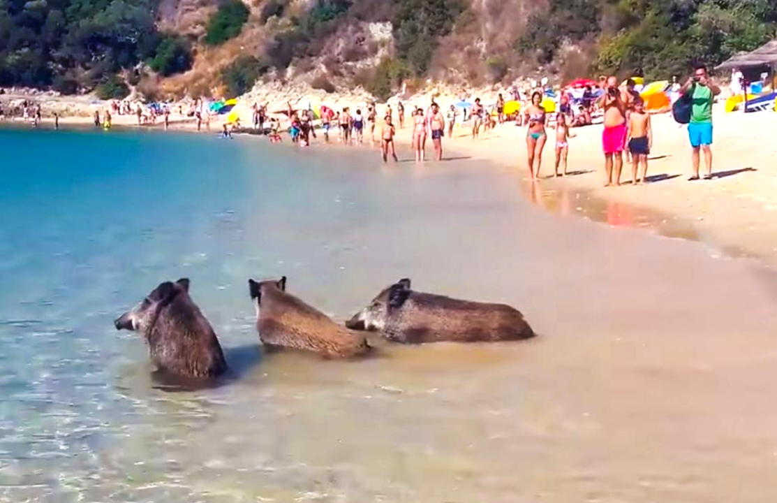 Jabalíes nadan en la playa junto a turistas 🐗🌊 - Chismes Today