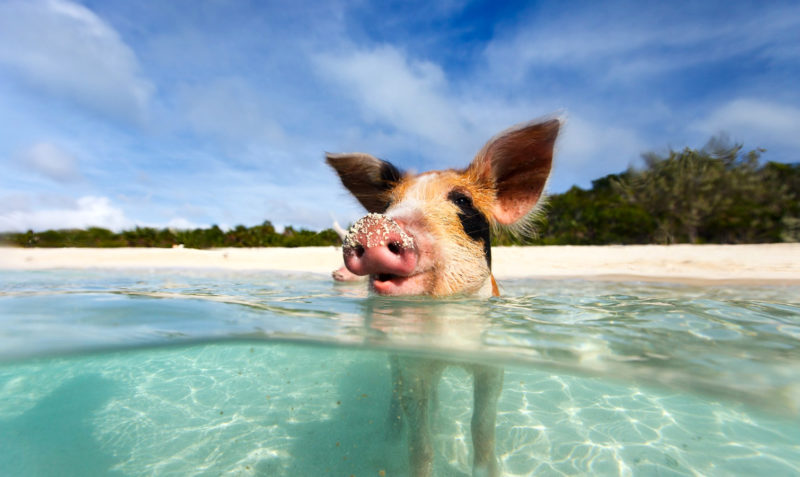 Pig Beach: la isla donde los cerdos toman vacaciones 🐖🌊 - Chismes Today