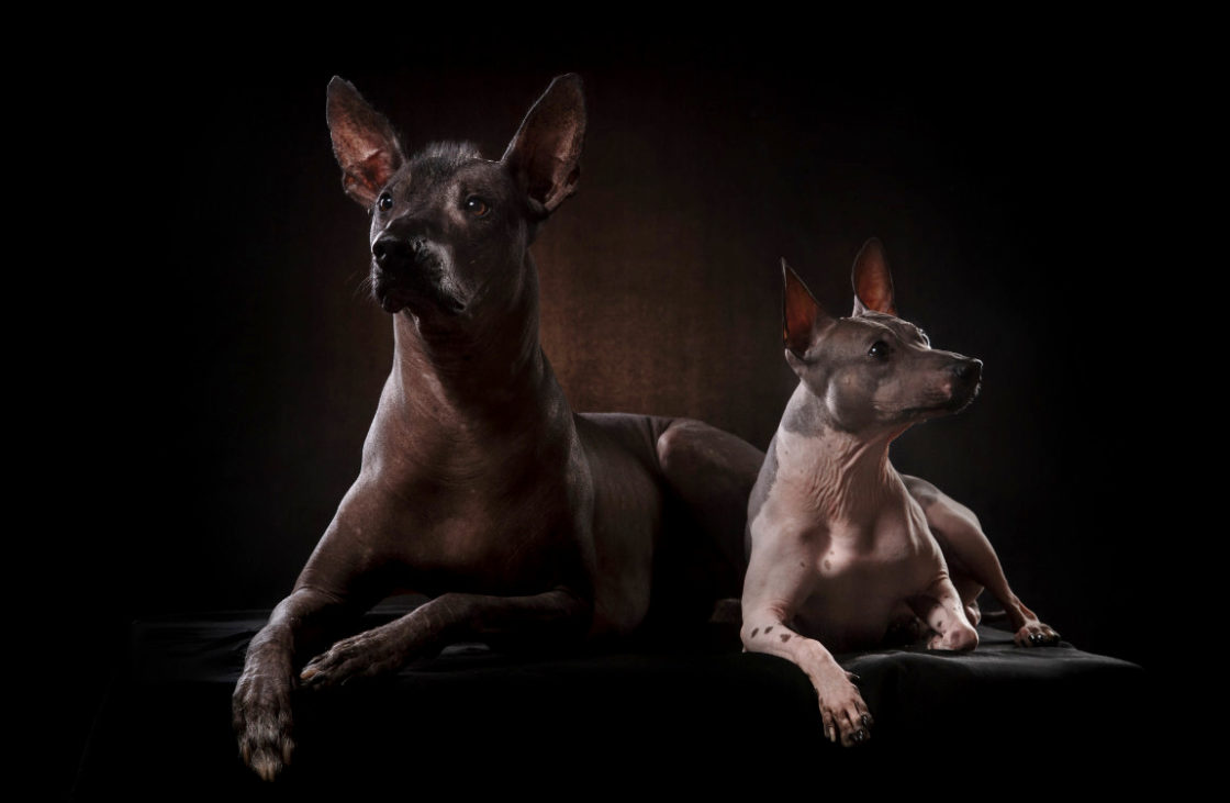 Xolo: el perro mexicano 🐕🇲🇽 - Chismes Today